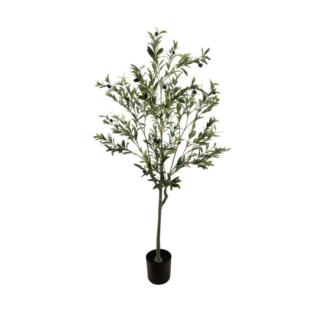 Olive Tree – J. edition